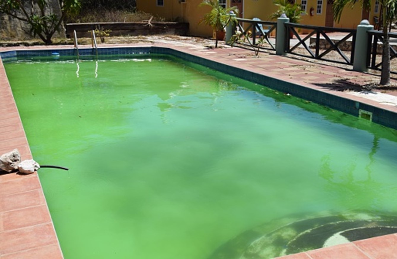 How to prevent and treat mustard algae in your pool? - MYPOOLCOOL.COM